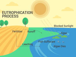 How Does Eutrophication Work? Causes, Process and Examples - Earth How
