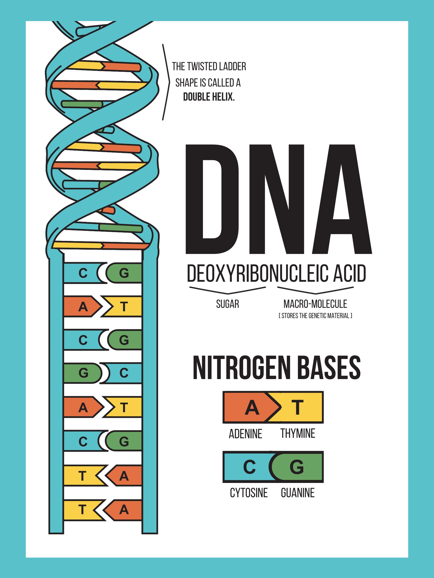 DNA Deoxyribonucleic Acid: The Origin of Your Genes - Earth How