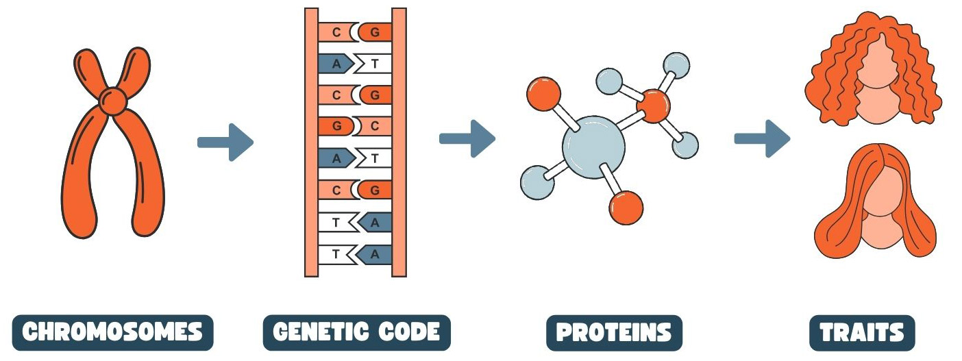 Theory of Evolution: Charles Darwin and Natural Selection - Earth How