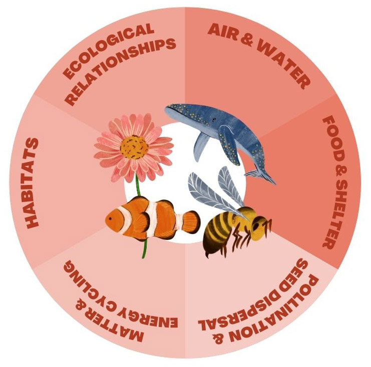The Biosphere: Life on Earth - Earth How