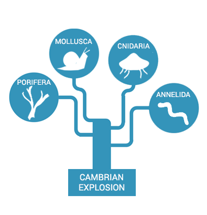 Cambrian Explosion: Life Diversification in the Oceans - Earth How