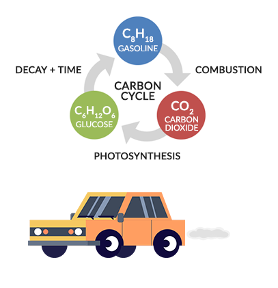 What Is the Carbon Cycle? Photosynthesis, Decomposition, Respiration ...