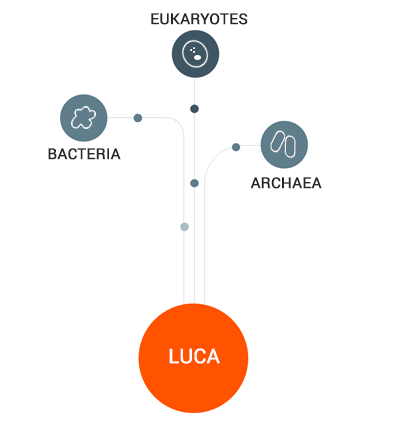LUCA: Last Universal Common Ancestor - Earth How