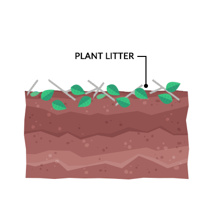 Nutrient Cycle: From Inorganic to Organic Material - Earth How