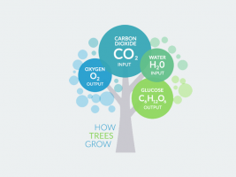 Why Do Trees Have Rings? - Earth How