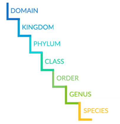 Taxonomic Classification: From Domain to Species - Earth How