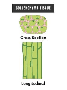 Plant Tissue 101 - Types and Functions - Earth How
