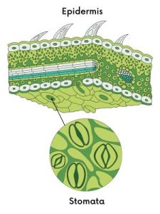 Plant Tissue 101 - Types and Functions - Earth How