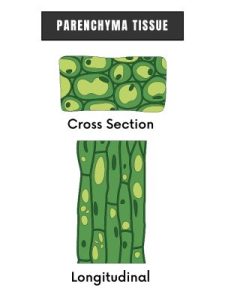 Plant Tissue 101 - Types and Functions - Earth How