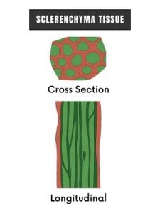 Plant Tissue 101 - Types and Functions - Earth How