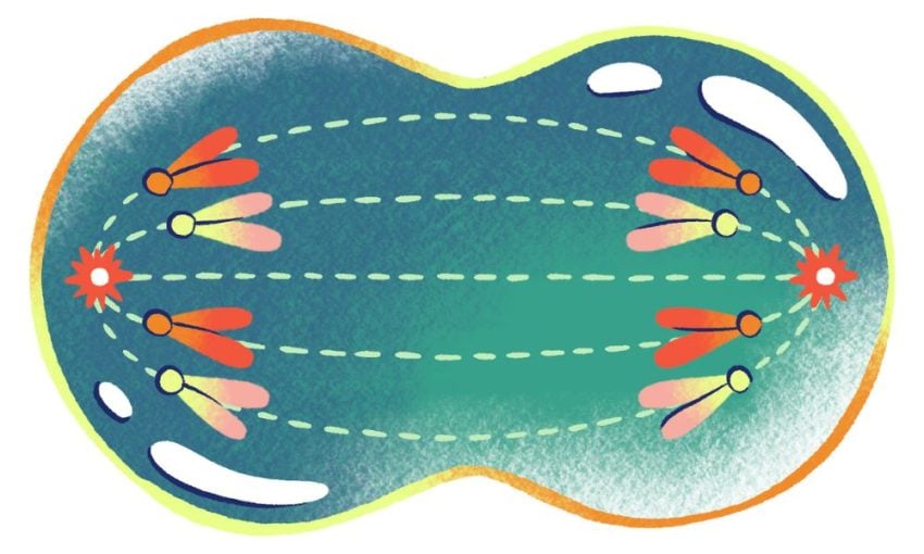 The 5 Phases of Mitosis - Earth How