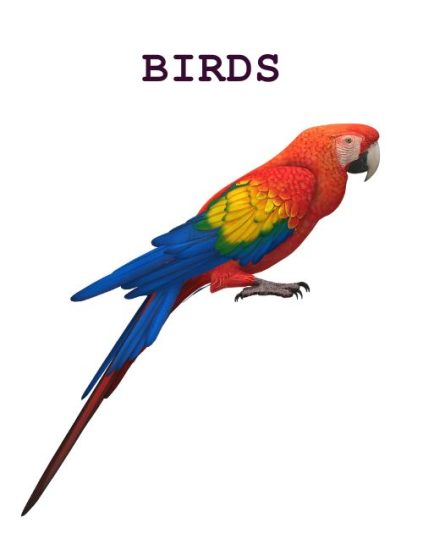 The 5 Classes of Vertebrates - Earth How