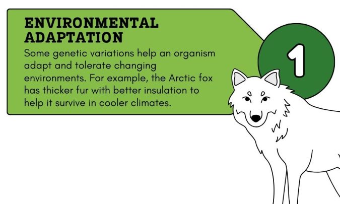 Genetic Diversity - Advantages and Disadvantages - Earth How