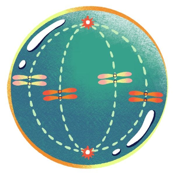 The 5 Phases of Mitosis - Earth How