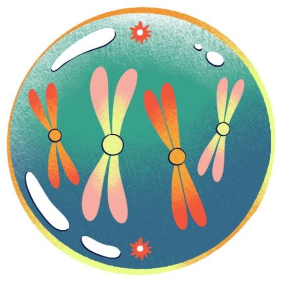 The 5 Phases of Mitosis - Earth How