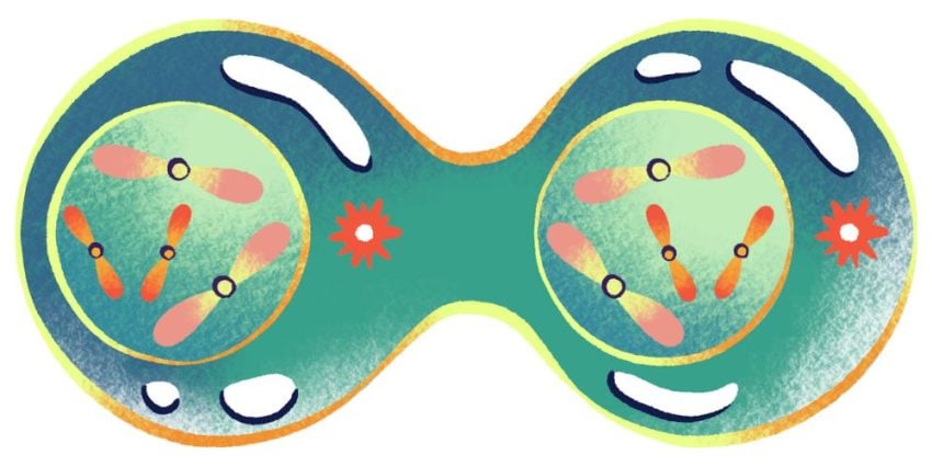 The 5 Phases of Mitosis - Earth How