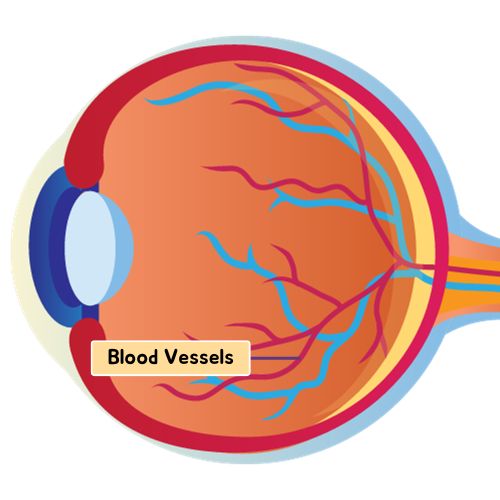 10 Parts of the Eye - Earth How