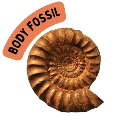4 Types of Fossils - Earth How