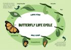 Butterfly Lifecycle Stages and Processes - Earth How