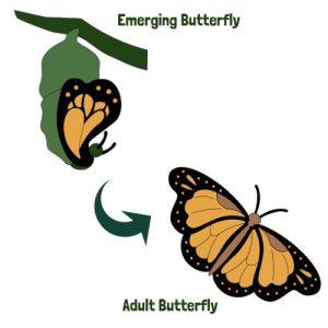Butterfly Lifecycle Stages and Processes - Earth How