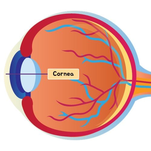10 Parts of the Eye - Earth How