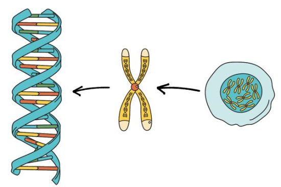 DNA vs RNA: What’s the Difference? - Earth How
