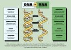DNA vs RNA: What’s the Difference? - Earth How