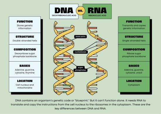 DNA vs RNA: What’s the Difference? - Earth How