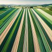 Strip Cropping: The Benefits of Green Stripes - Earth How