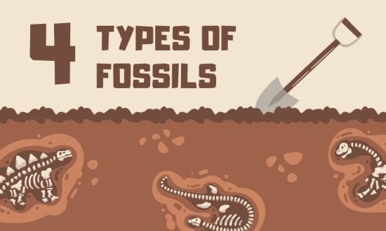 Fossil Records: A Journey into the Past - Earth How