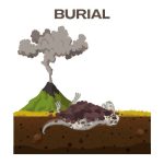 5 Steps of Fossilization - Earth How
