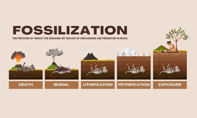 5 Steps Of Fossilization Earth How