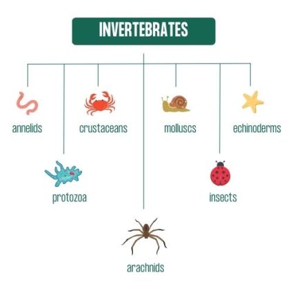 Invertebrates vs Vertebrates - The Backbone of Difference - Earth How