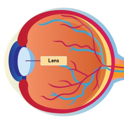 10 Parts of the Eye - Earth How