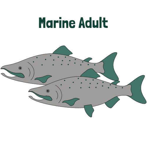 The Salmon Lifecycle: An Epic Migration - Earth How