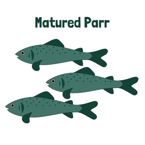 The Salmon Lifecycle: An Epic Migration - Earth How