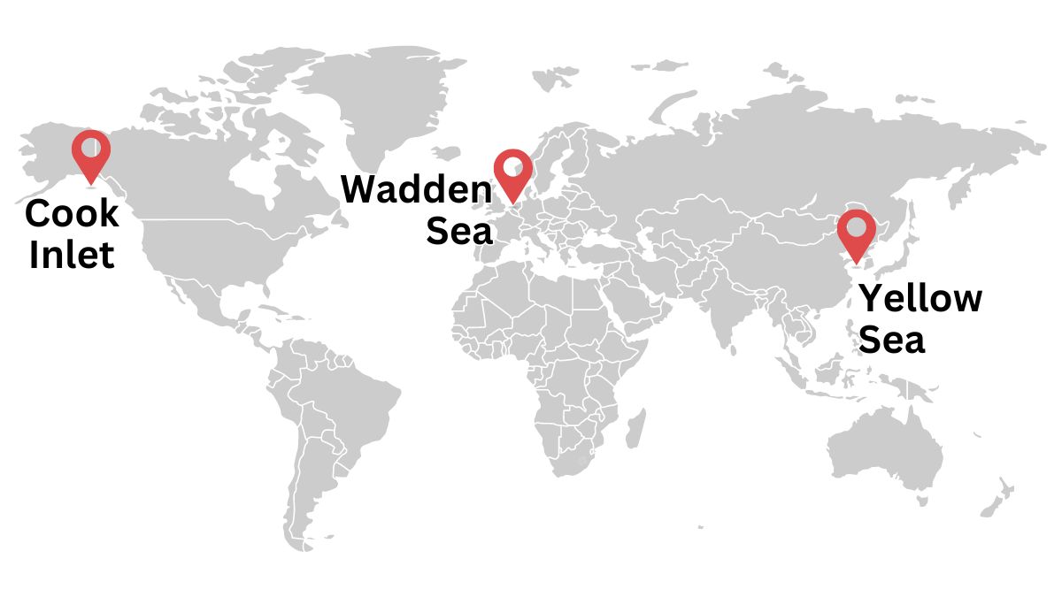 What Are Mudflats? - Earth How