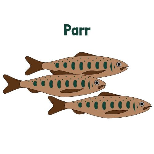 The Salmon Lifecycle: An Epic Migration - Earth How