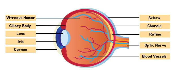 10 Parts of the Eye - Earth How