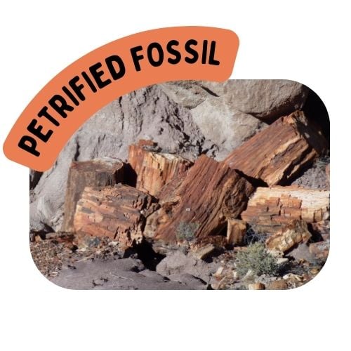 4 Types of Fossils - Earth How