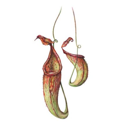 15 Plants with Superpowers - Earth How