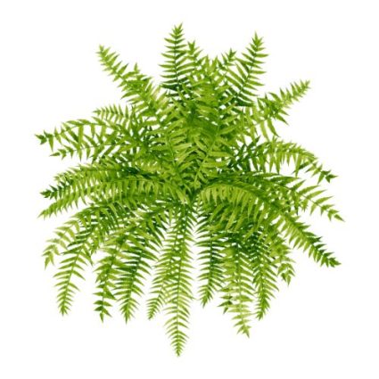 15 Plants with Superpowers - Earth How