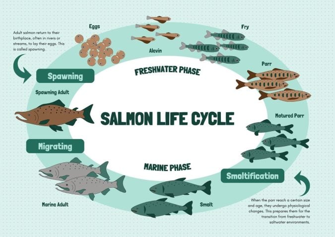 The Salmon Lifecycle: An Epic Migration - Earth How