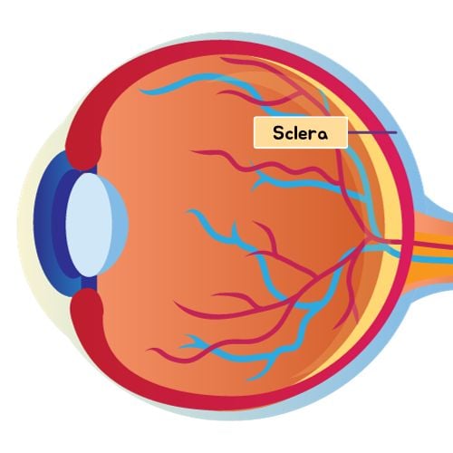 10 Parts of the Eye - Earth How