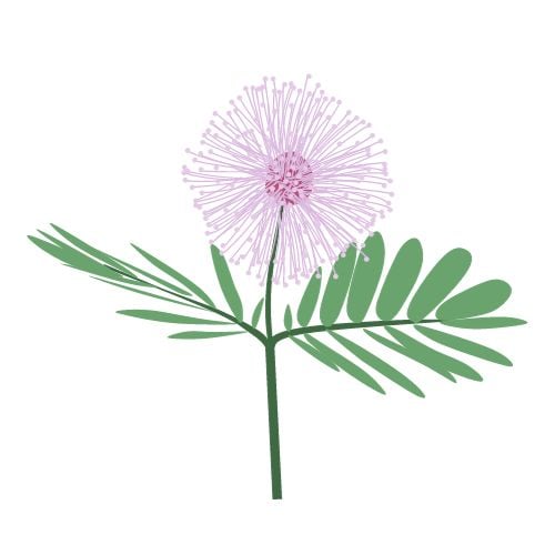 15 Plants with Superpowers - Earth How