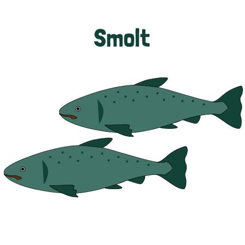 The Salmon Lifecycle: An Epic Migration - Earth How