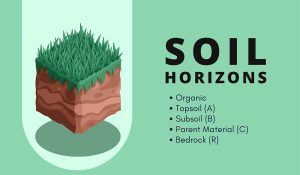 What Are Soil Horizons? - Earth How
