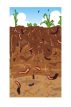Strip Cropping: The Benefits of Green Stripes - Earth How