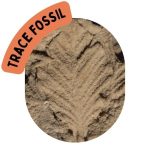 4 Types of Fossils - Earth How