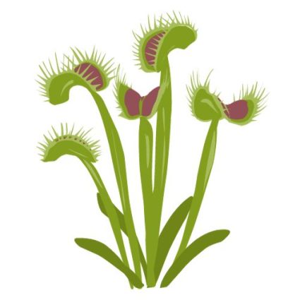 15 Plants with Superpowers - Earth How